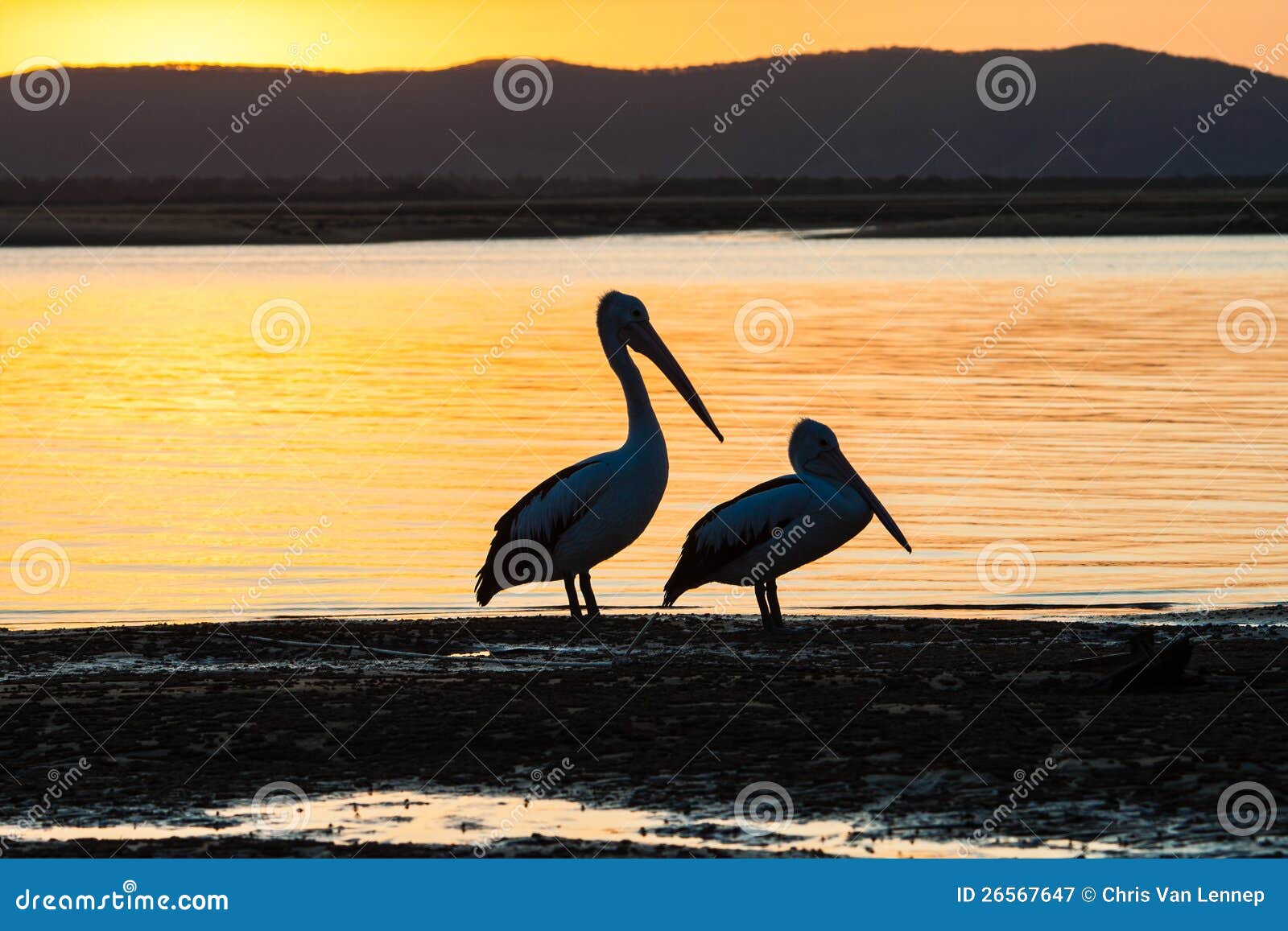 Pelican Birds Lagoon Sunset Stock Image - Image of pelican, female ...