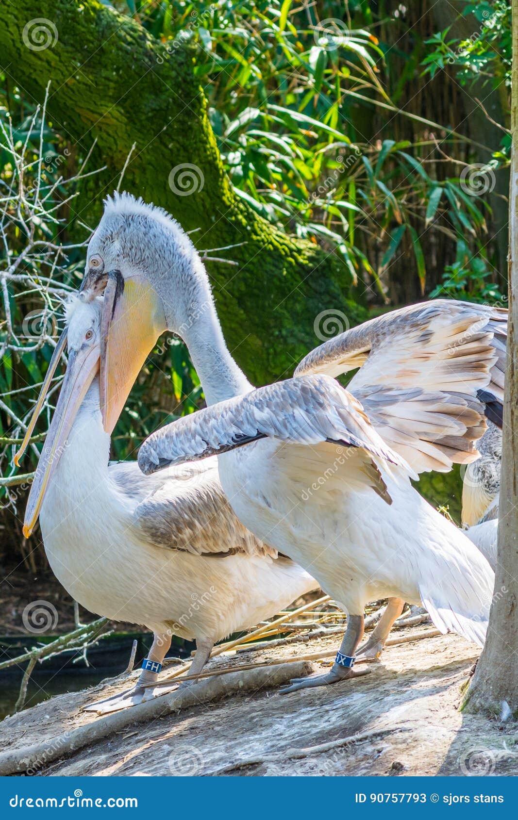 Pelican Biting Another Pelican, Cannibal Bird Stock Image - Image of ...