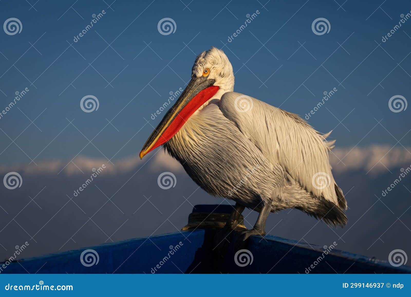 Pelican in Bow of Boat Watching Camera Stock Image - Image of pelican ...