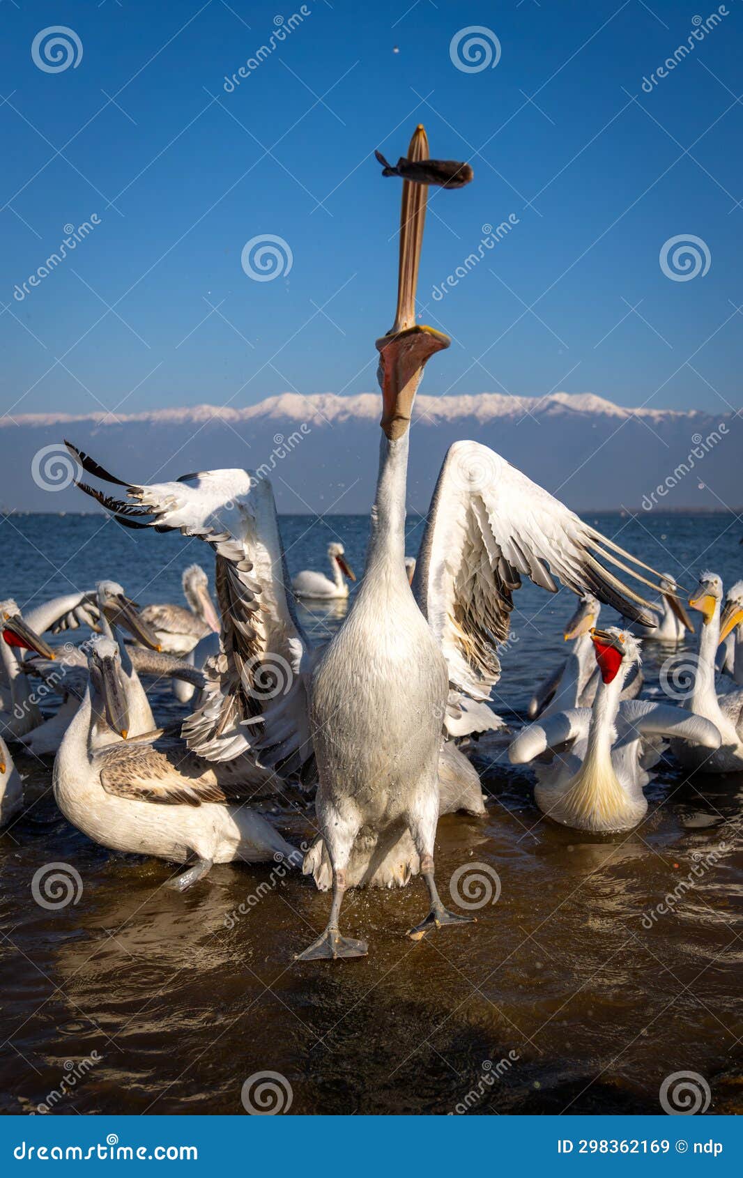 Pelican Catches Fish in Mid-air on Shore Stock Image - Image of water ...
