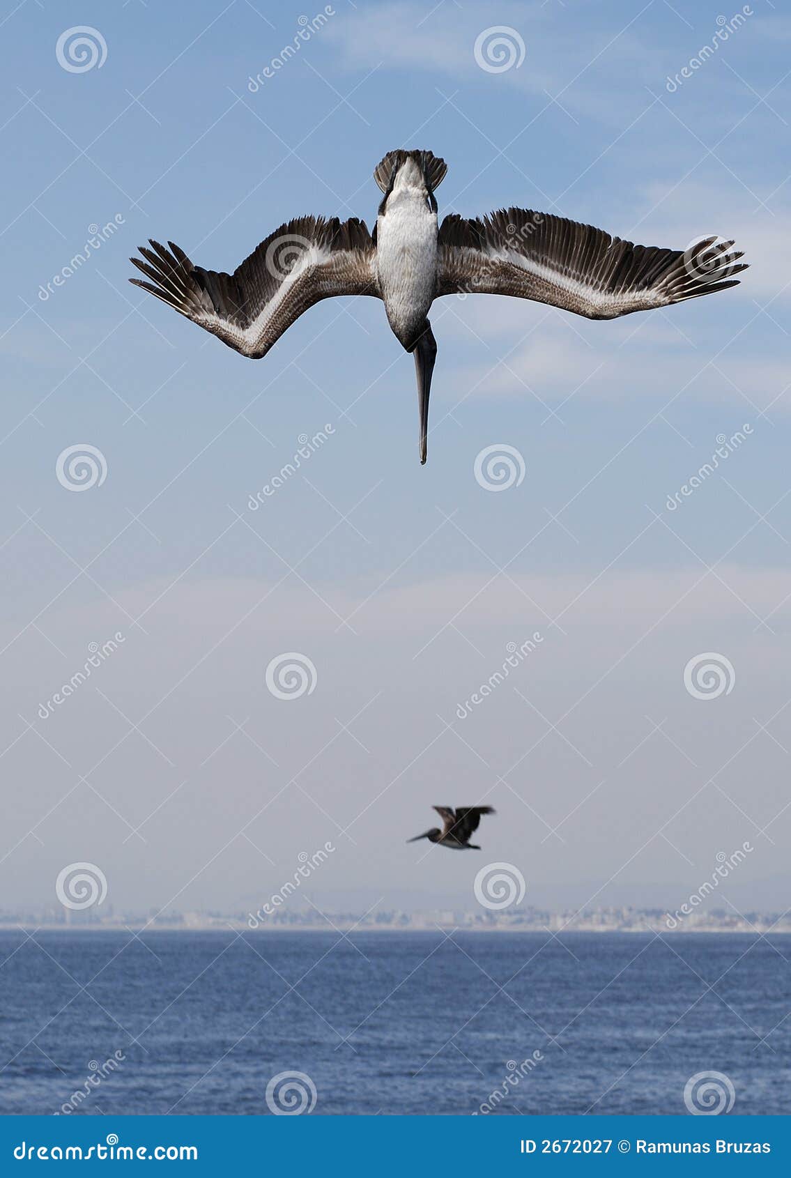 Pelican Diver stock image. Image of fishing, pelican, mexico - 2672027