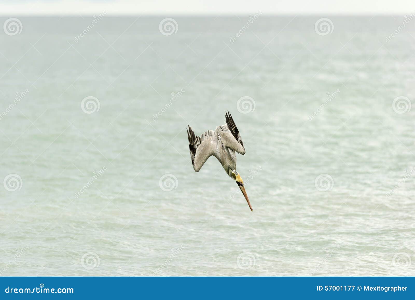Pelican Diving stock image. Image of outdoors, bird, nature - 57001177