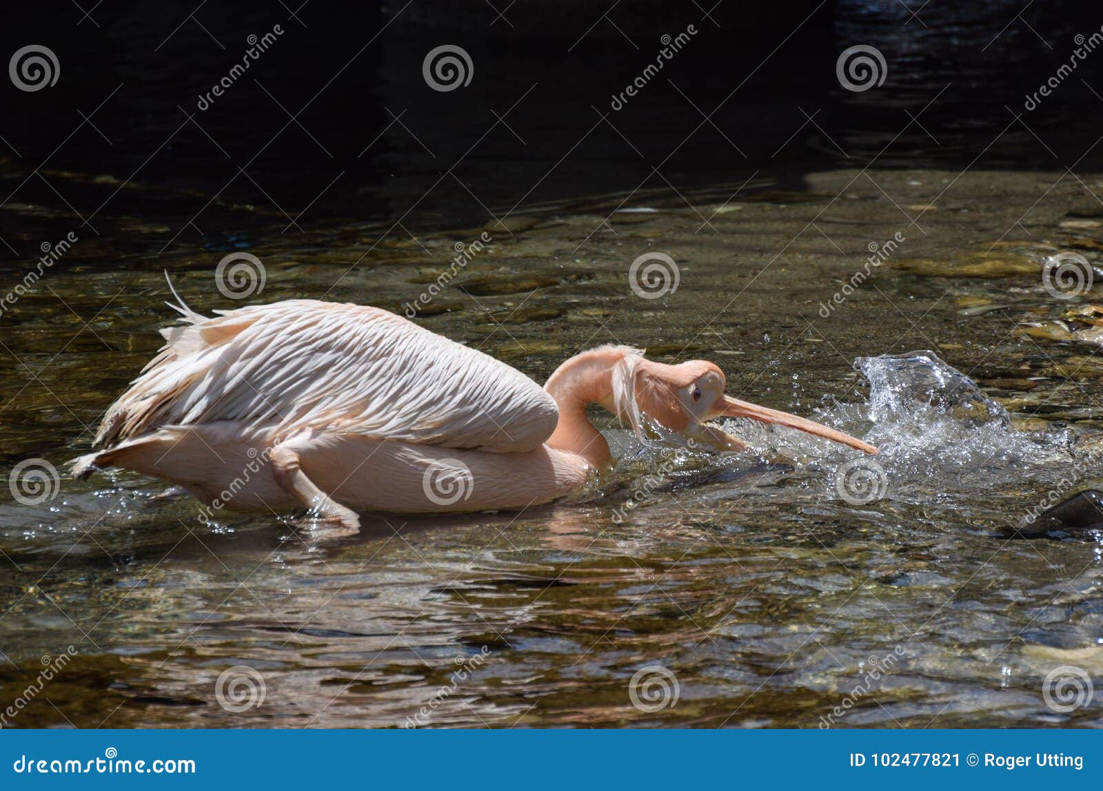 Drinking Pelican stock image. Image of pelican, nature - 102477821
