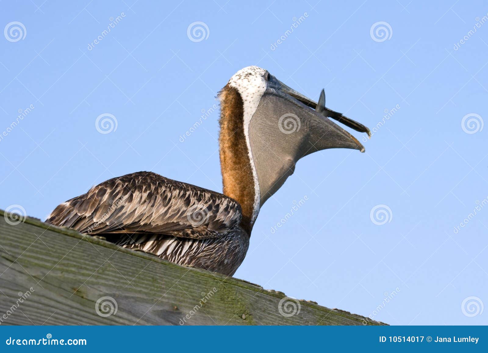 Pelican Eating stock image. Image of outdoors, animal - 10514017