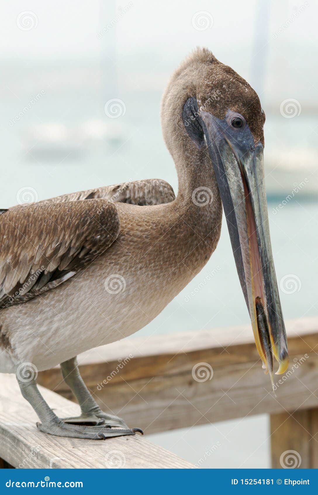 Pelican eating stock image. Image of wings, water, wildlife - 15254181