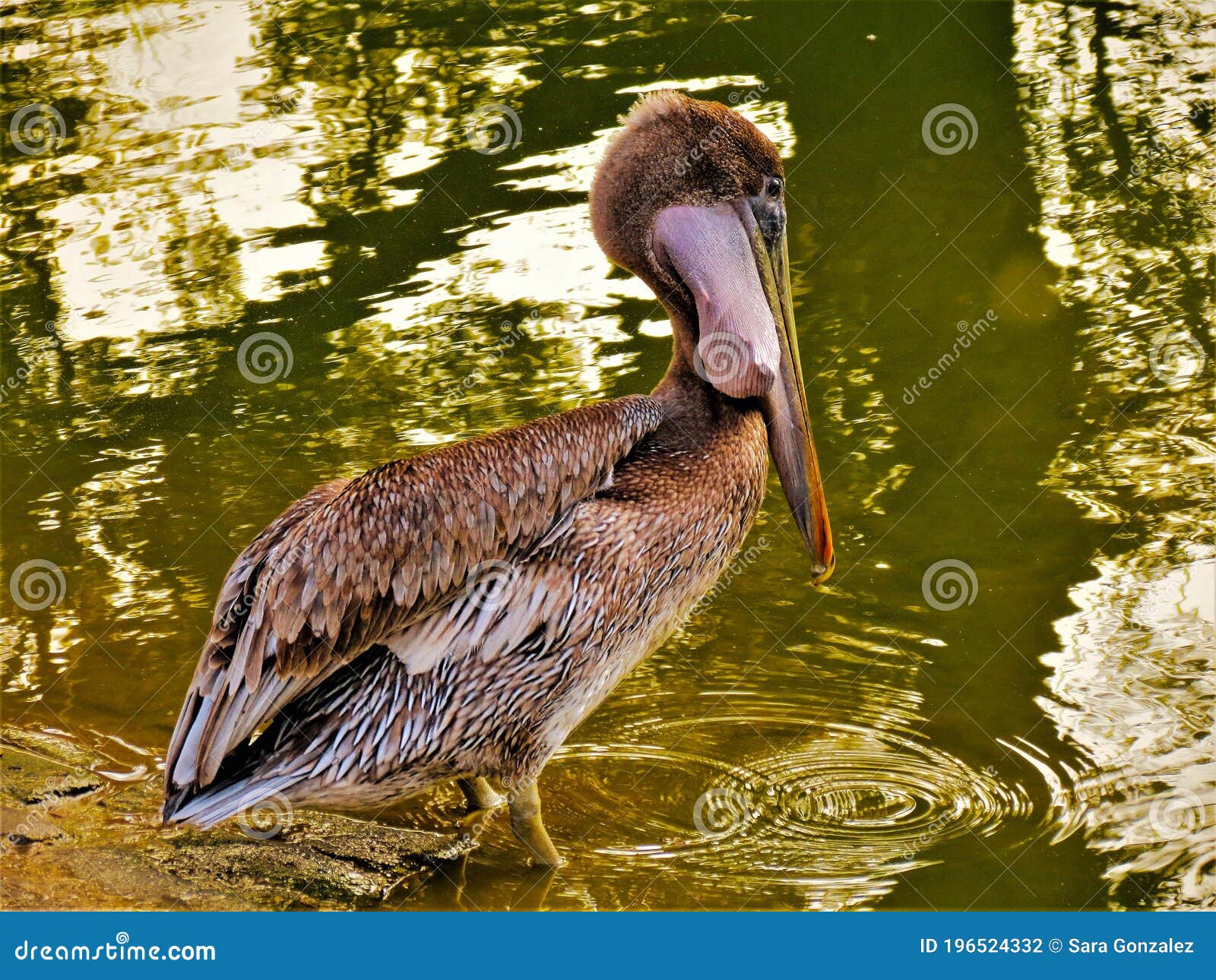 Pelican Eating in the Cuban Nature Stock Photo - Image of goose, duck ...