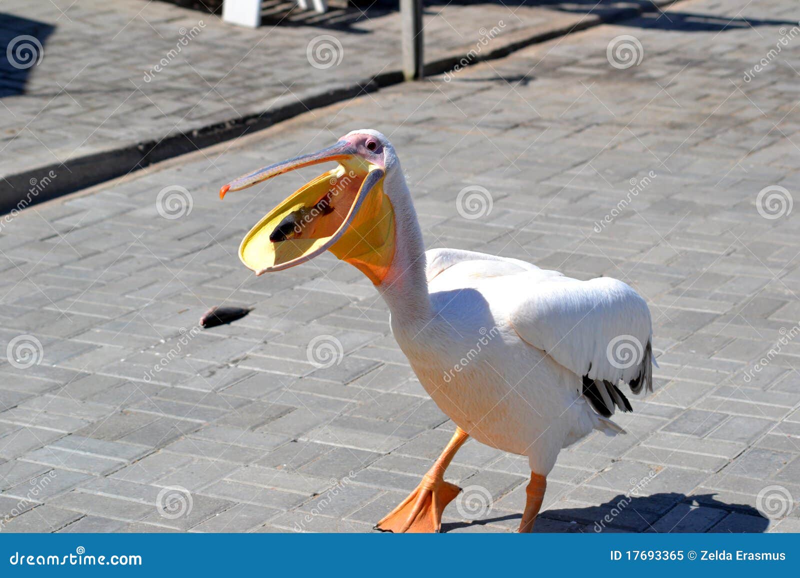 Pelican Eating Fish stock image. Image of eating, yellow - 17693365