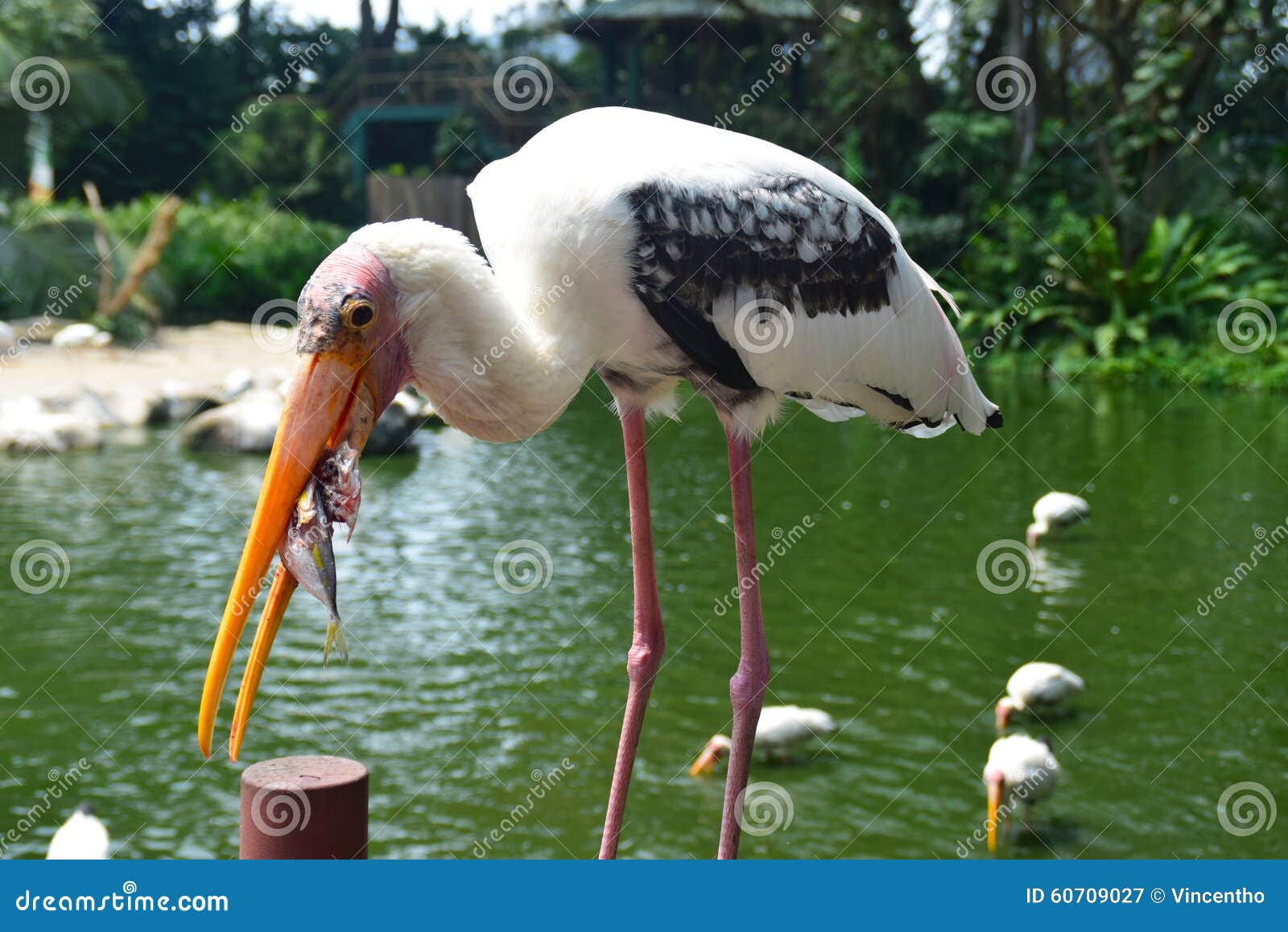 Pelican Eating Fish stock image. Image of food, eating - 60709027