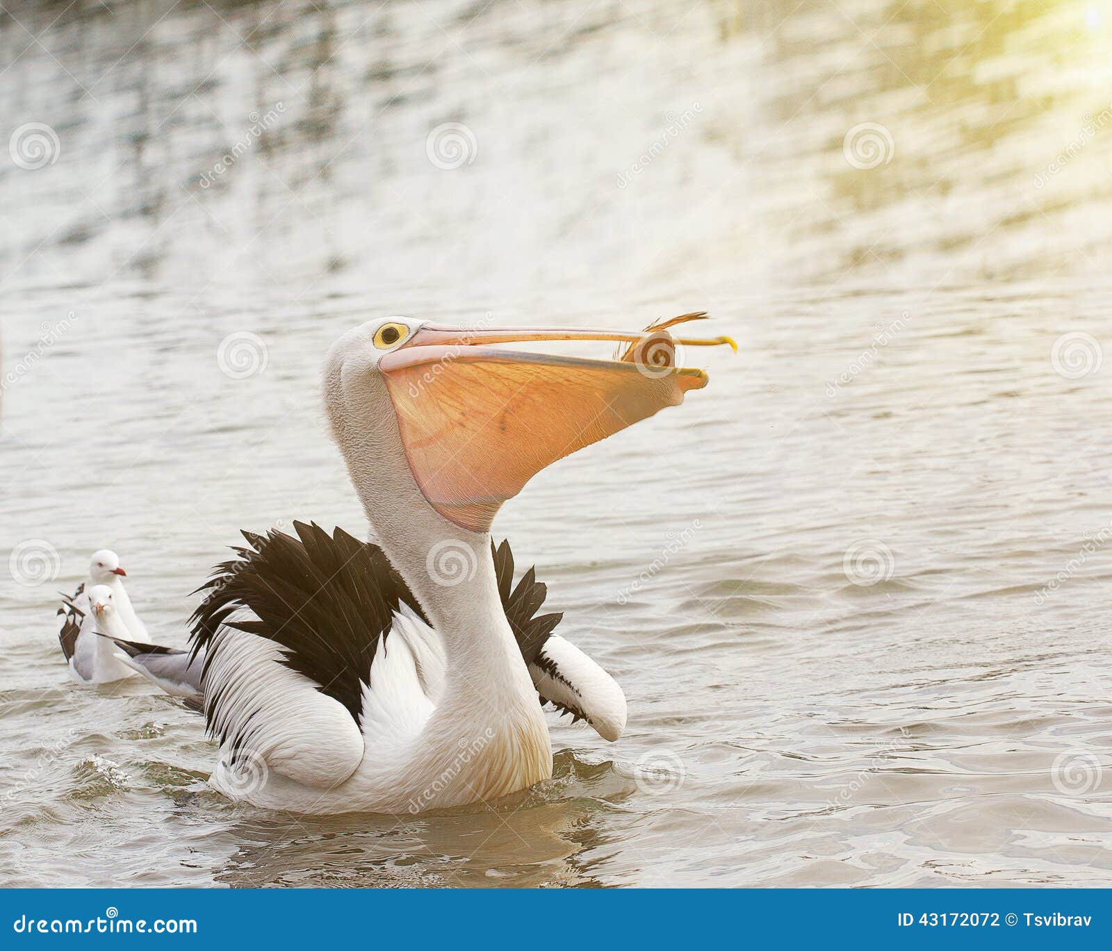 Pelican Eating Fish in the Ocean Stock Photo - Image of animals ...