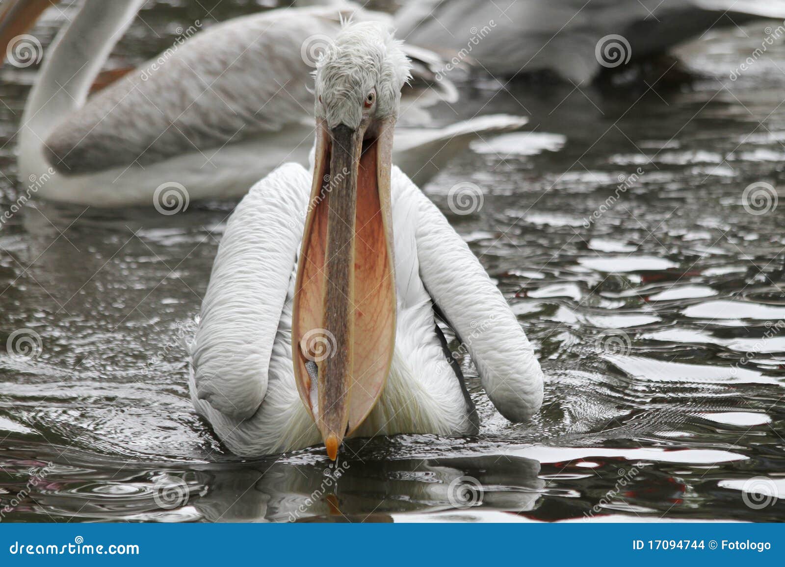 Pelican eats fish stock photo. Image of dine, swims, white - 17094744
