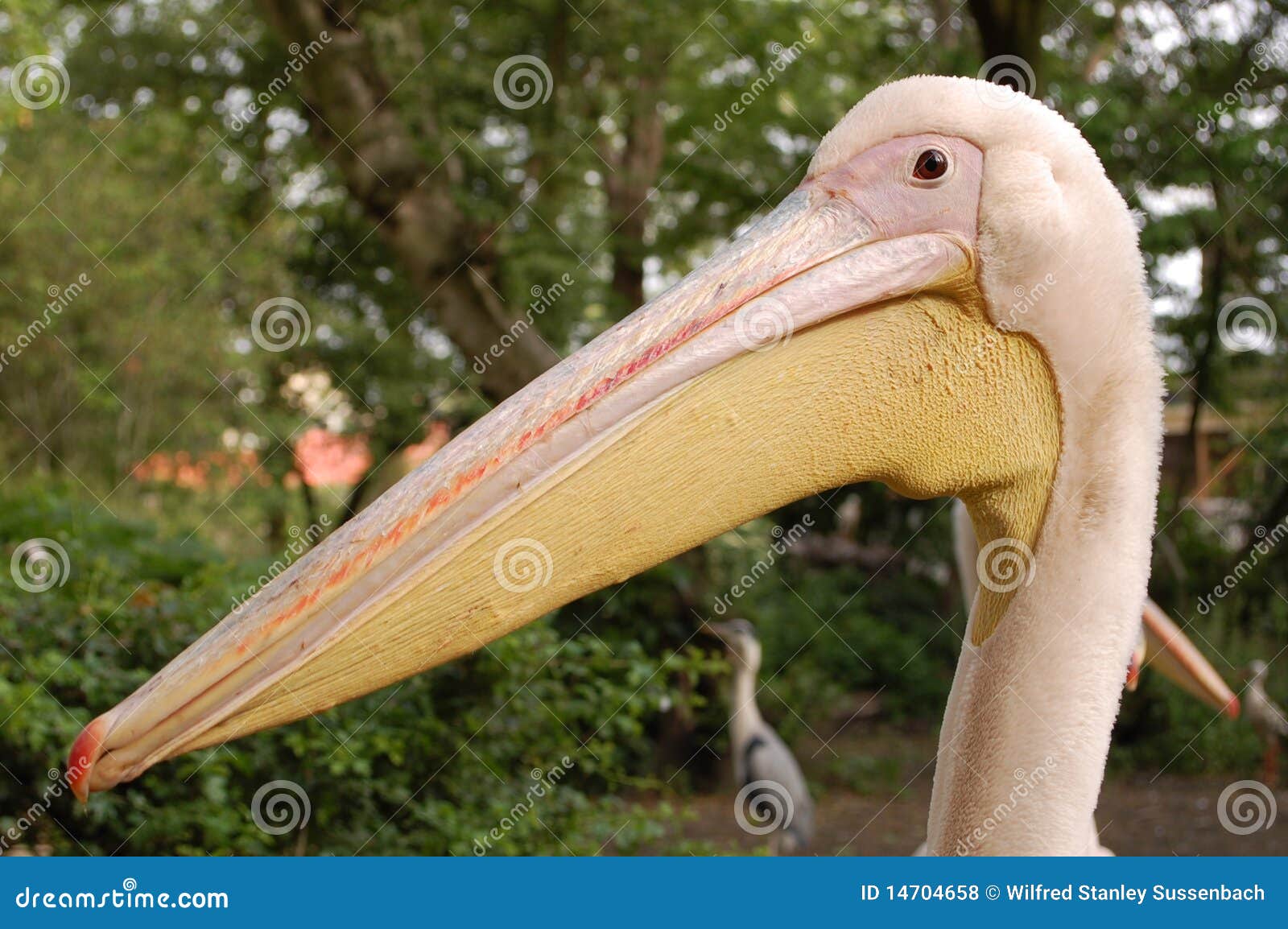 Pelican face looking funny stock photo. Image of close - 14704658