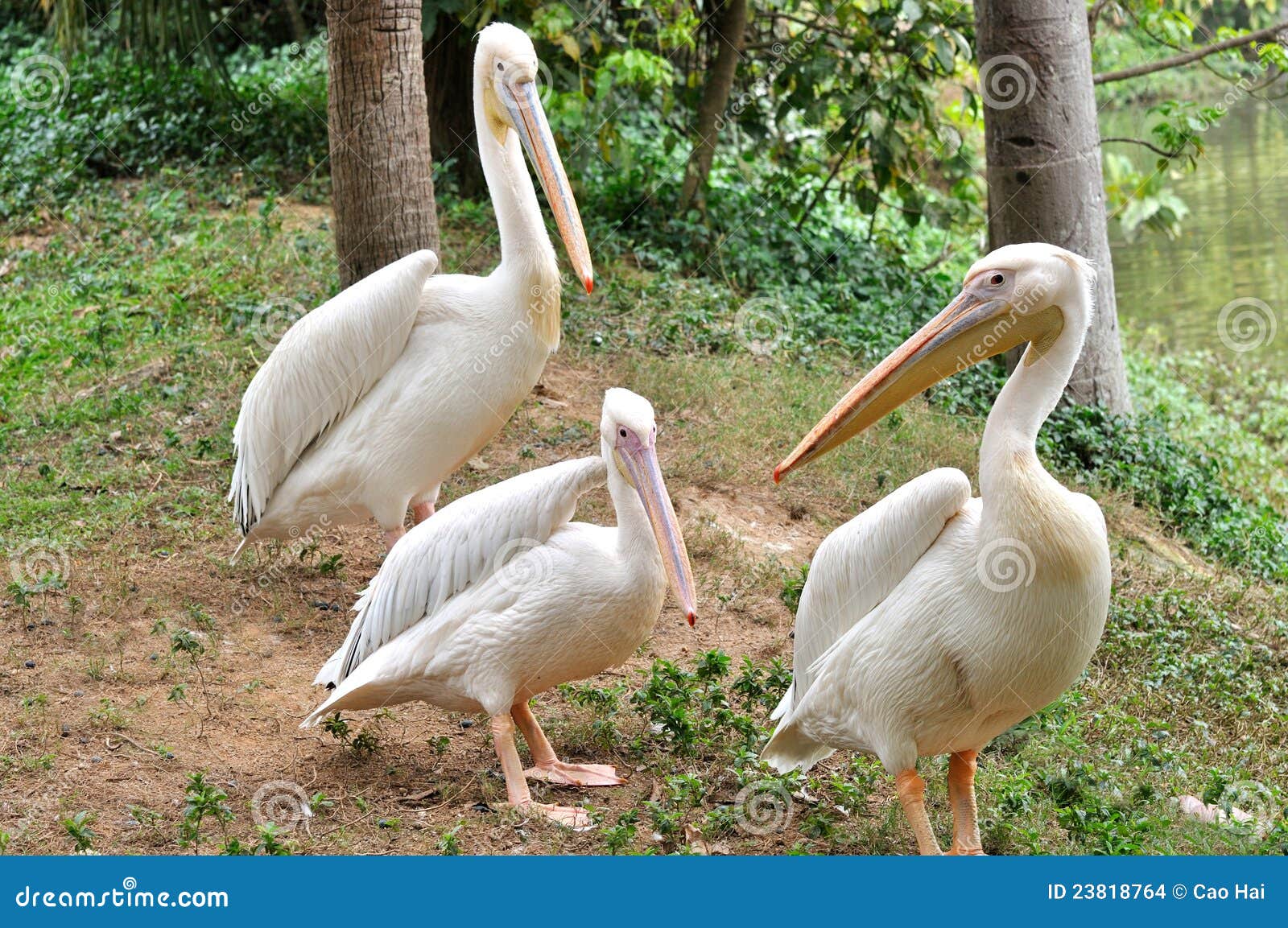 A pelican familiy stock photo. Image of animal, life - 23818764