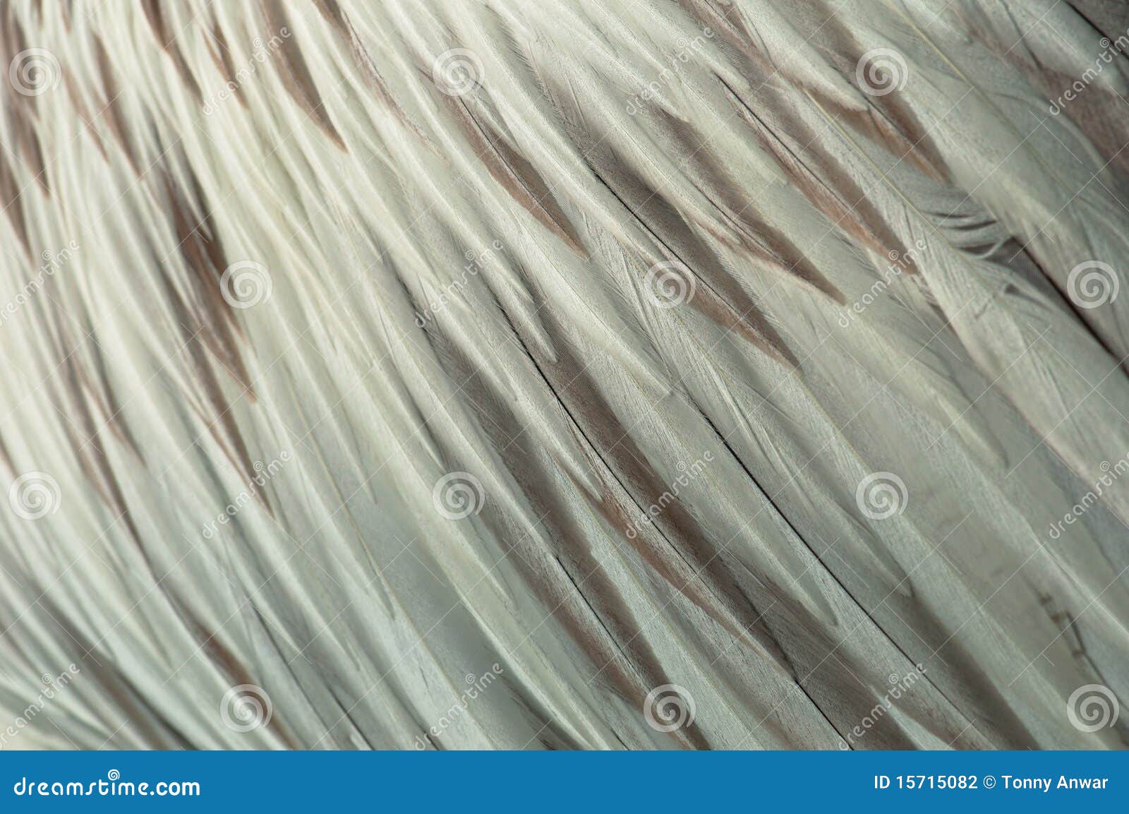 352 Pelican Clean Feathers Stock Photos - Free & Royalty-Free Stock ...