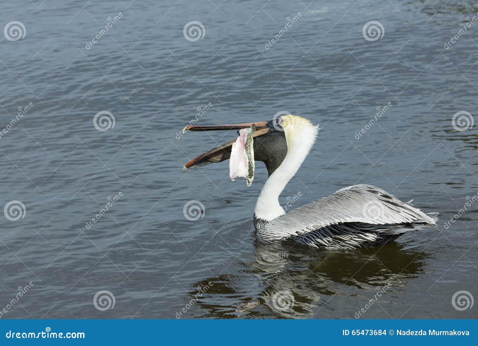 Pelican with fish stock photo. Image of pacific, eating - 65473684
