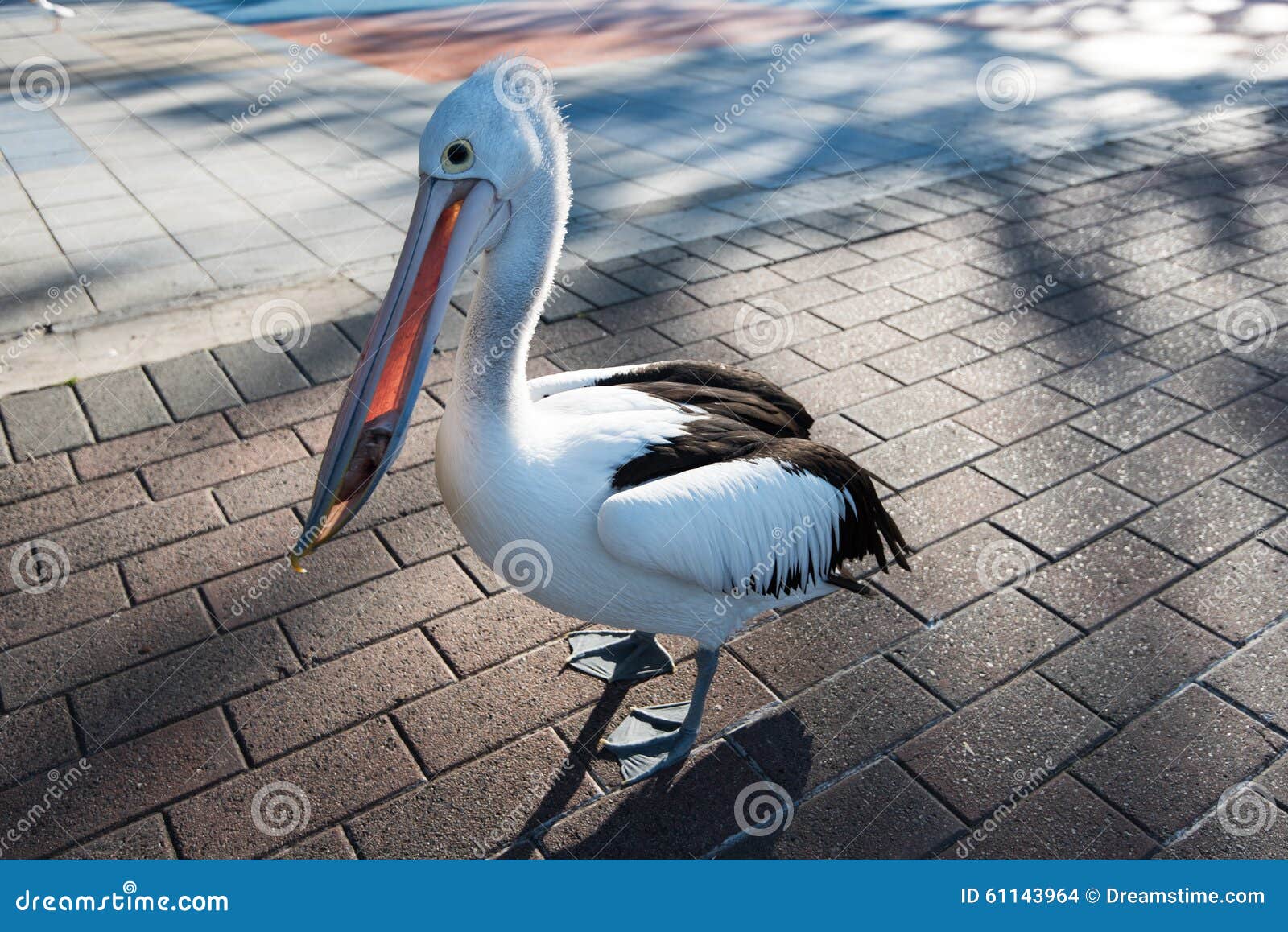 Pelican with Fish in Its Mouth Stock Photo - Image of eating, feeding ...