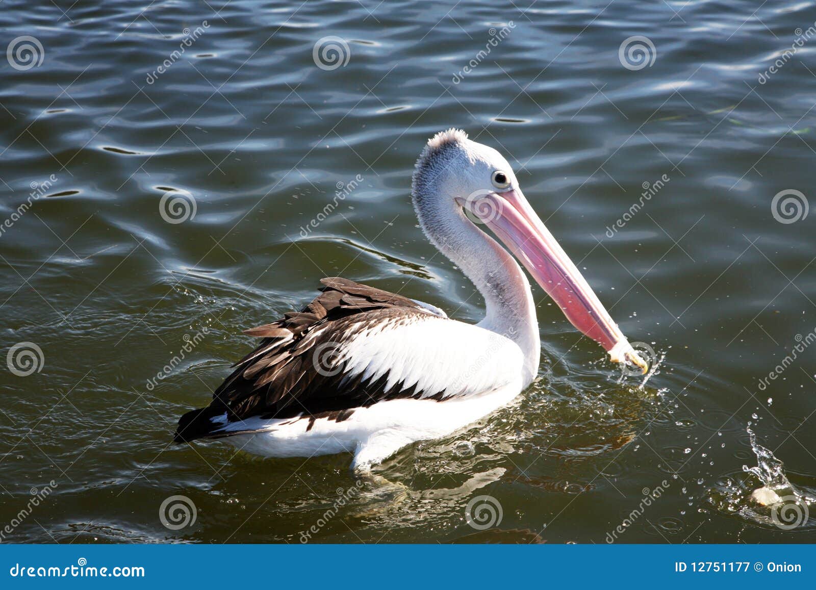 The Pelican - Fishing Stock Photography | CartoonDealer.com #40832420