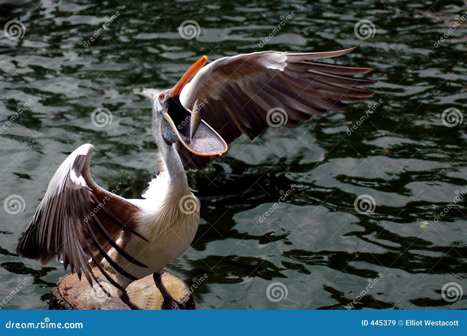 Pelican Fishing stock image. Image of colours, chest, vivid - 445379