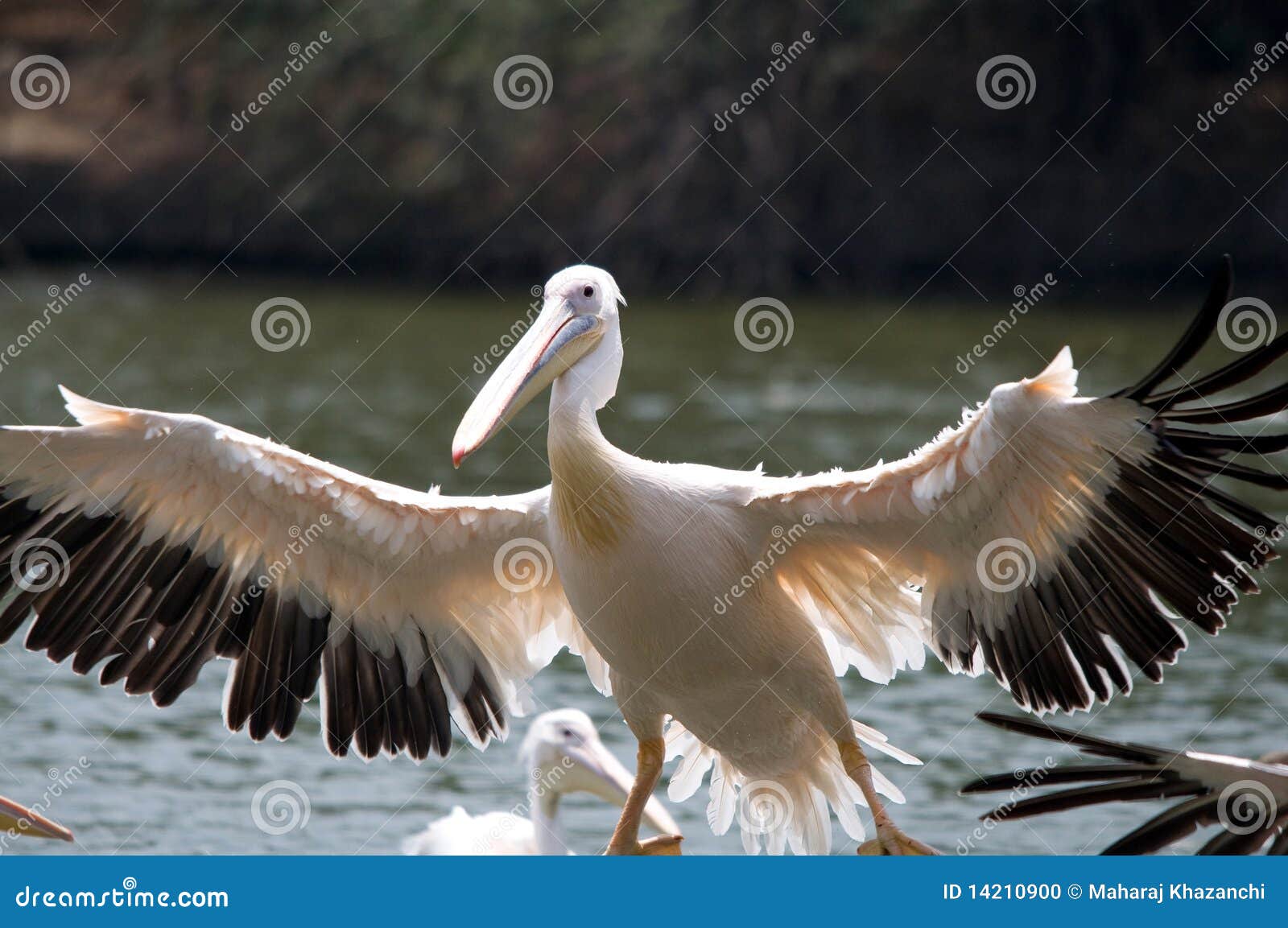 A Pelican in flight stock photo. Image of bird, animal - 14210900