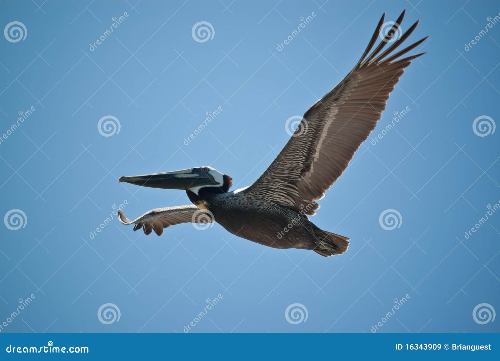 Pelican in Flight stock image. Image of horizontal, photograph - 16343909