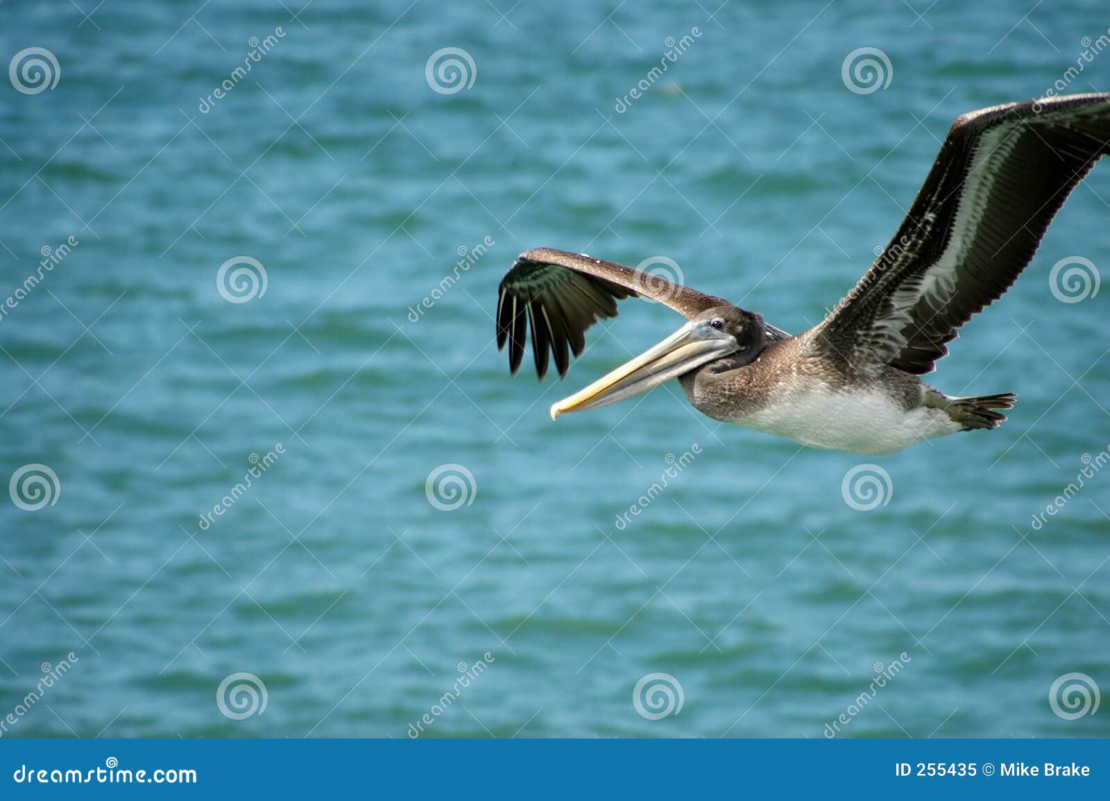 Pelican In Flight Picture. Image: 255435