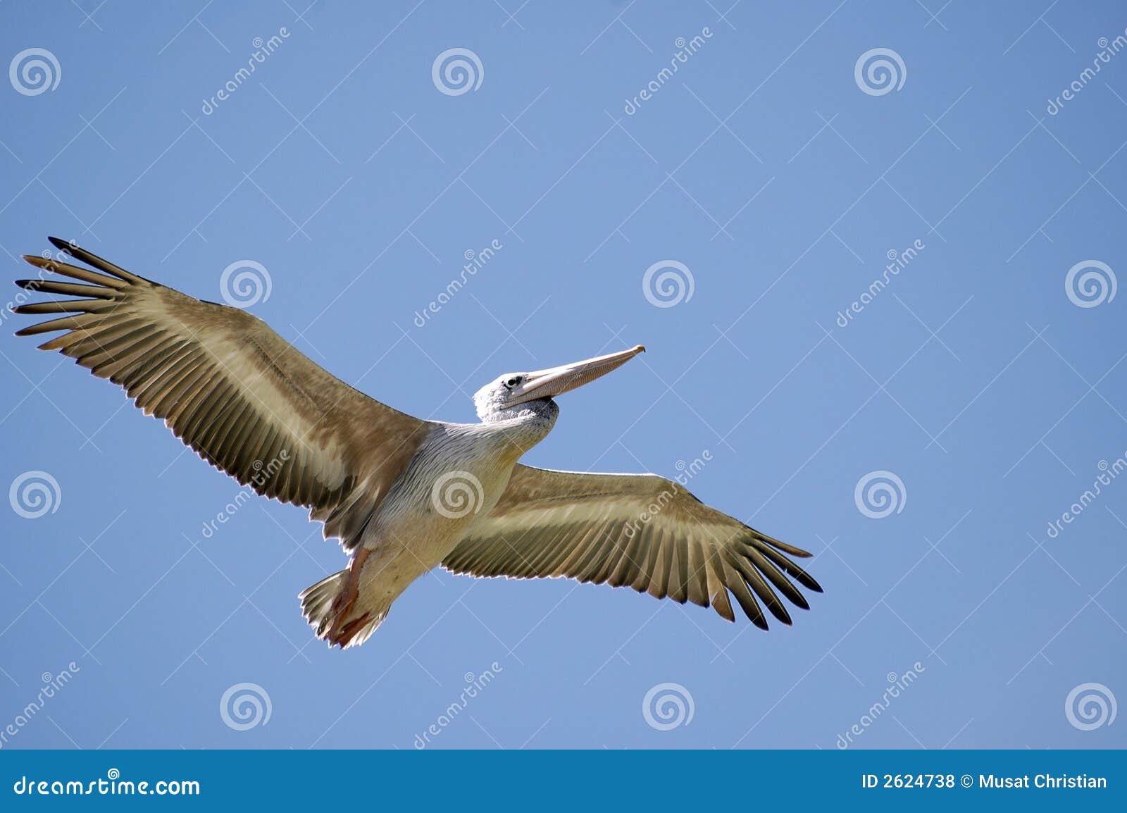 Pelican in flight stock photo. Image of flight, beak, blue - 2624738