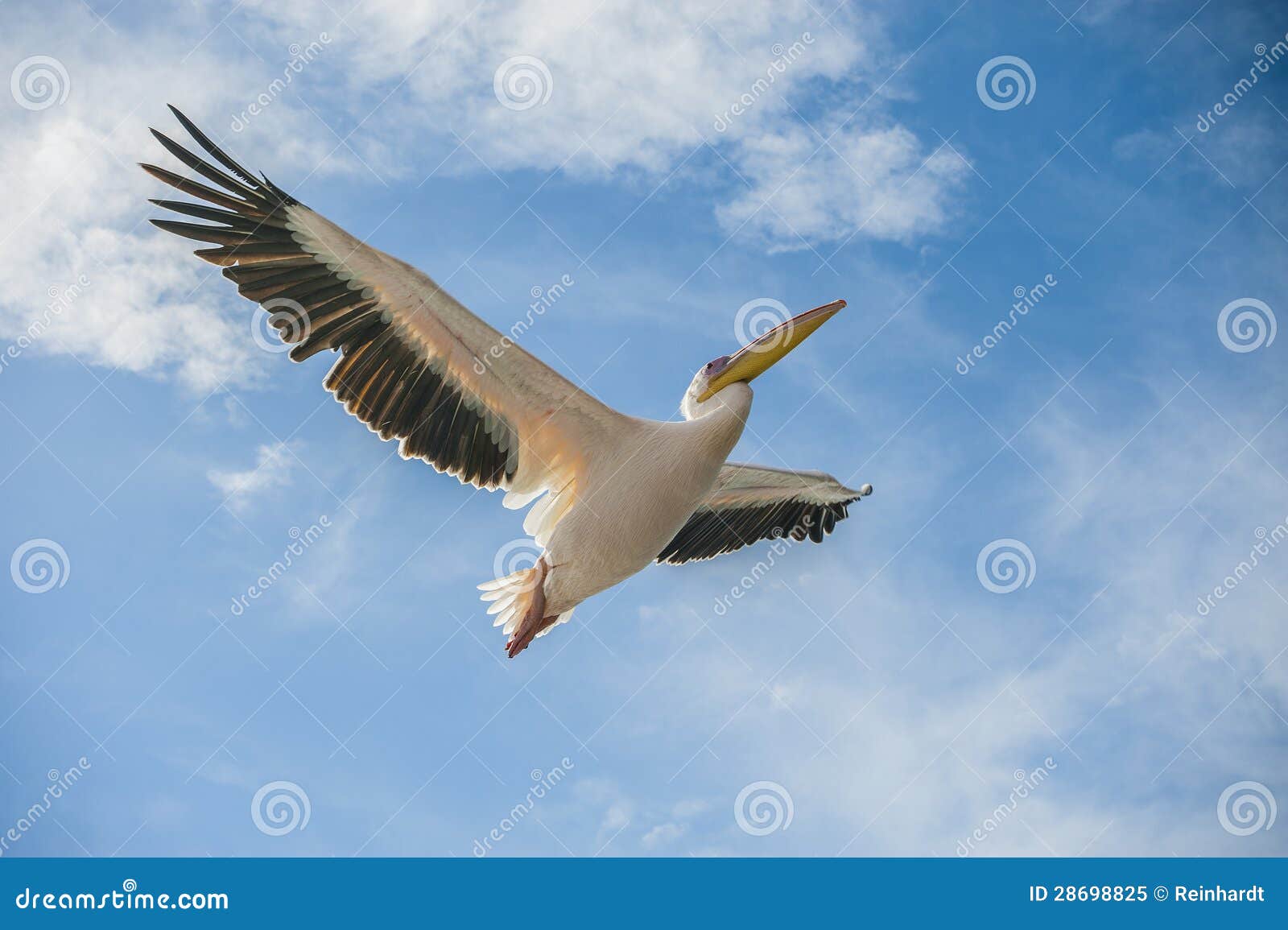 Pelican in flight stock image. Image of animal, flying - 28698825