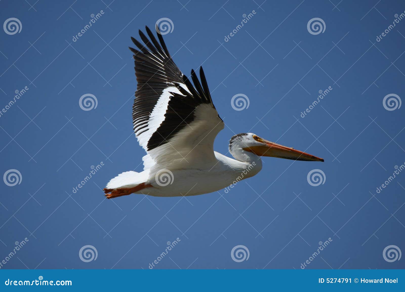 Pelican in flight stock image. Image of active, background - 5274791
