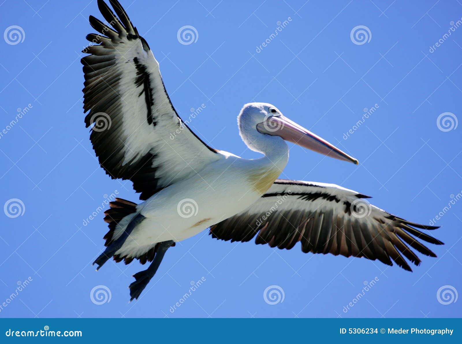 Pelican in flight stock photo. Image of inquisitive, pair - 5306234