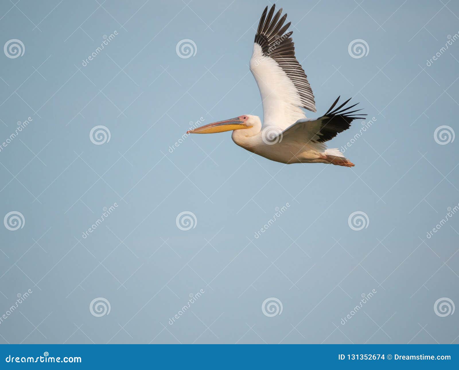 Pelican in flight stock photo. Image of feather, double - 131352674