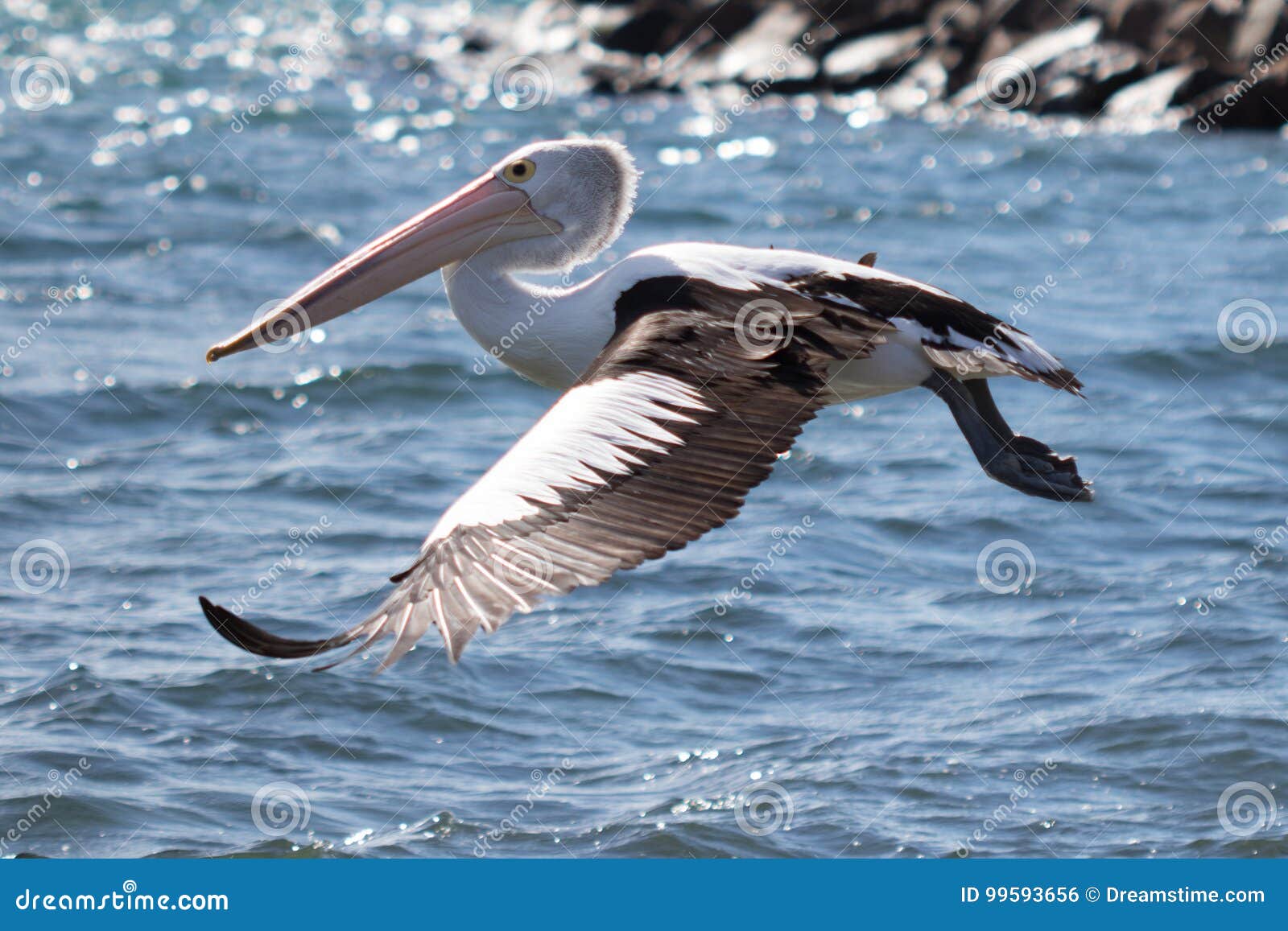 Pelican in flight stock photo. Image of beach, swim, blue - 99593656