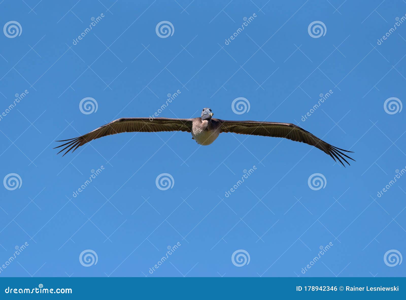 Pelican in Flight from the Front Against a Blue Sky Stock Photo - Image ...