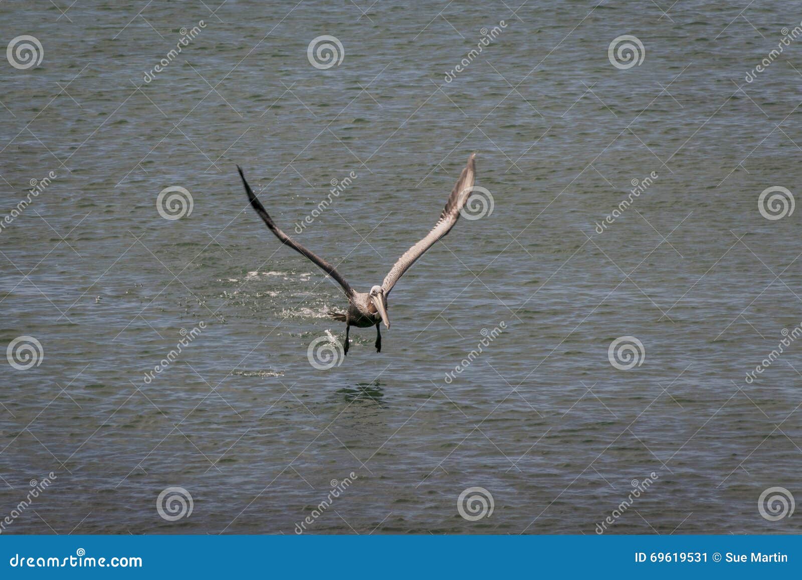 Pelican in Flight stock image. Image of feathers, bird - 69619531