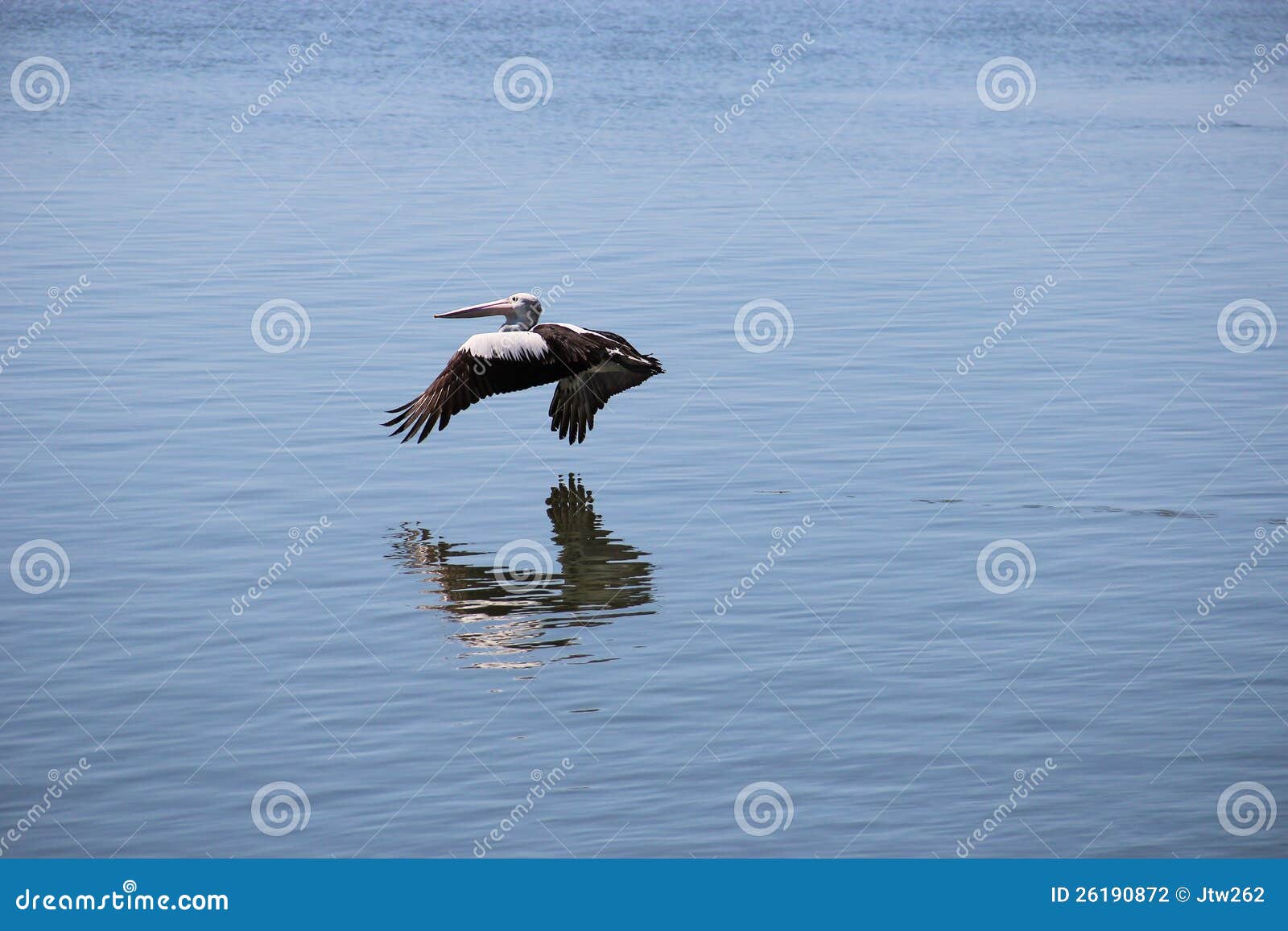 Pelican in Flight Over Water Australia Stock Photo - Image of wings ...