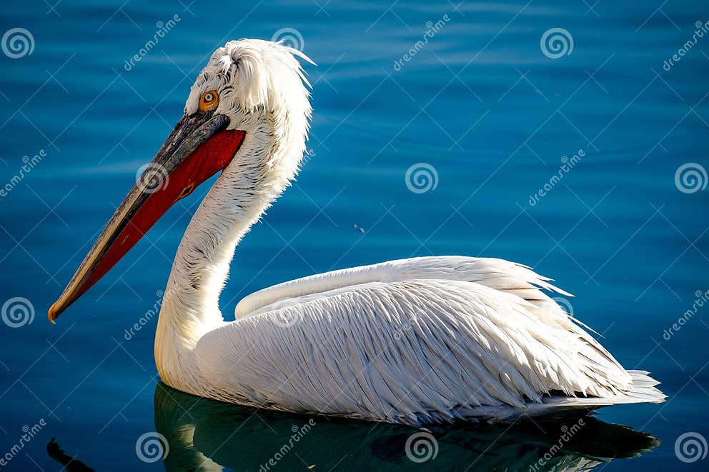 Pelican Floating on the Water. Stock Photo - Image of wildlife, flight ...