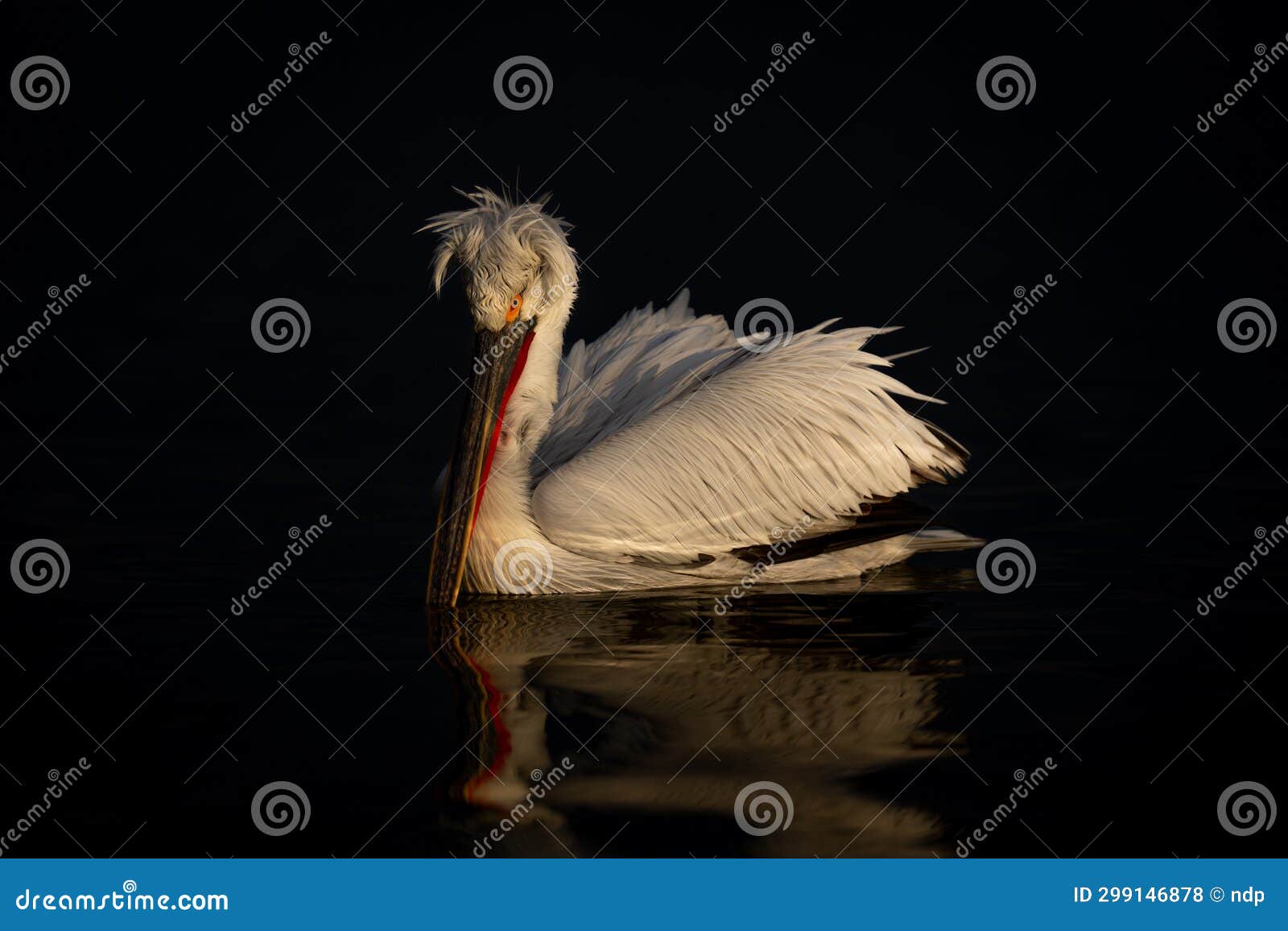 Pelican Floats on Dark Lake Watching Camera Stock Photo - Image of ...