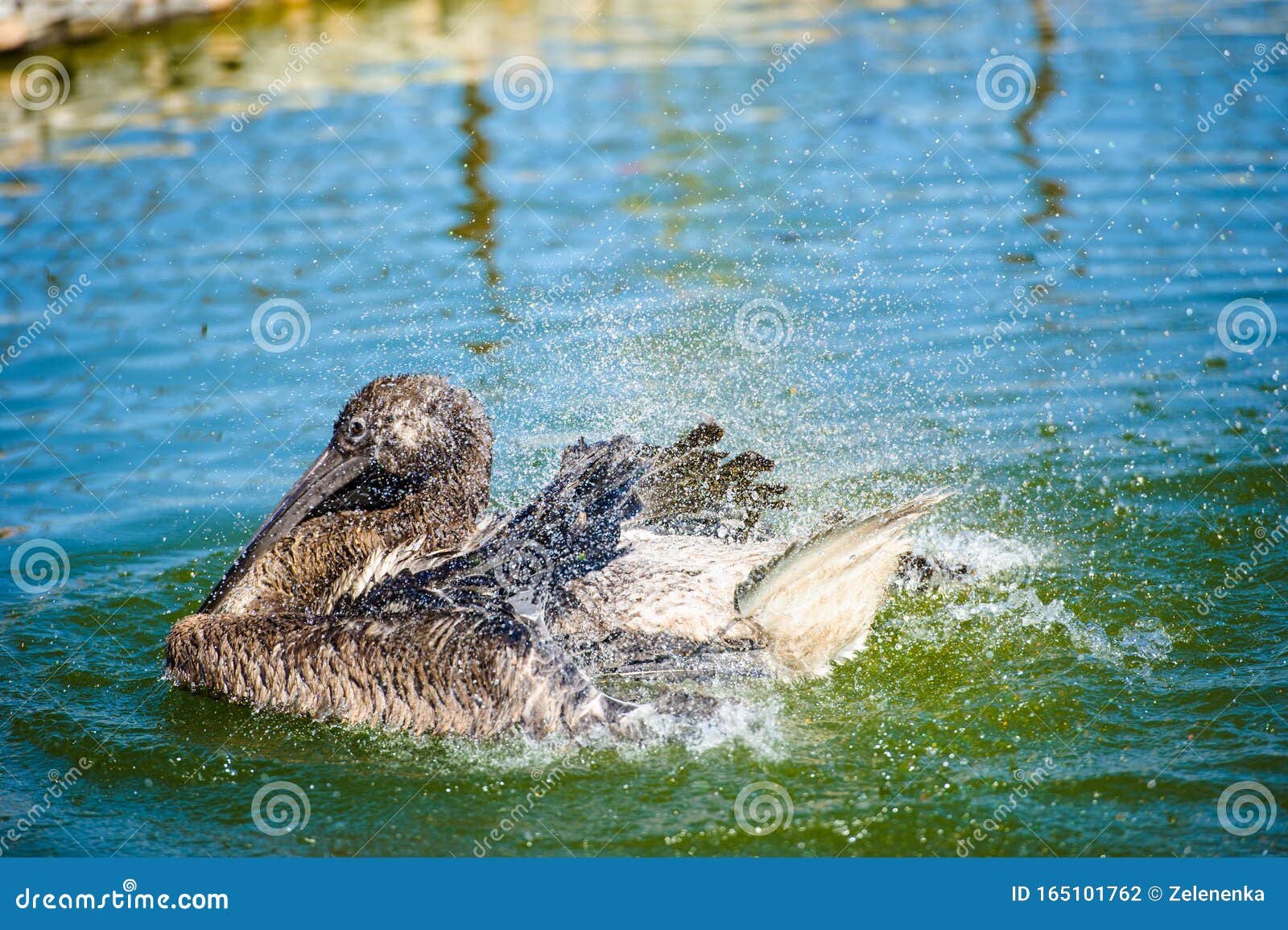 Pelican Floats on the Water and Laid Many Spray Stock Photo - Image of ...