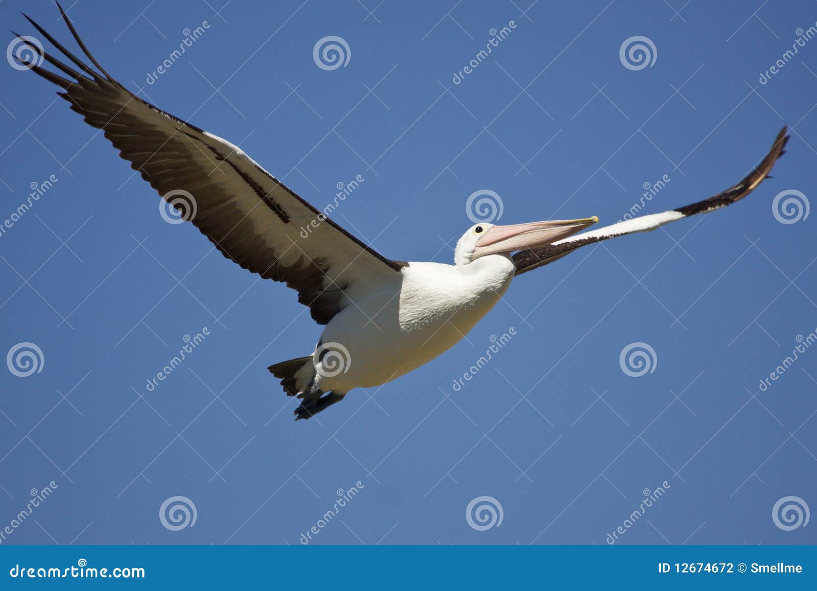 Pelican flying stock photo. Image of horizon, australian - 12674672