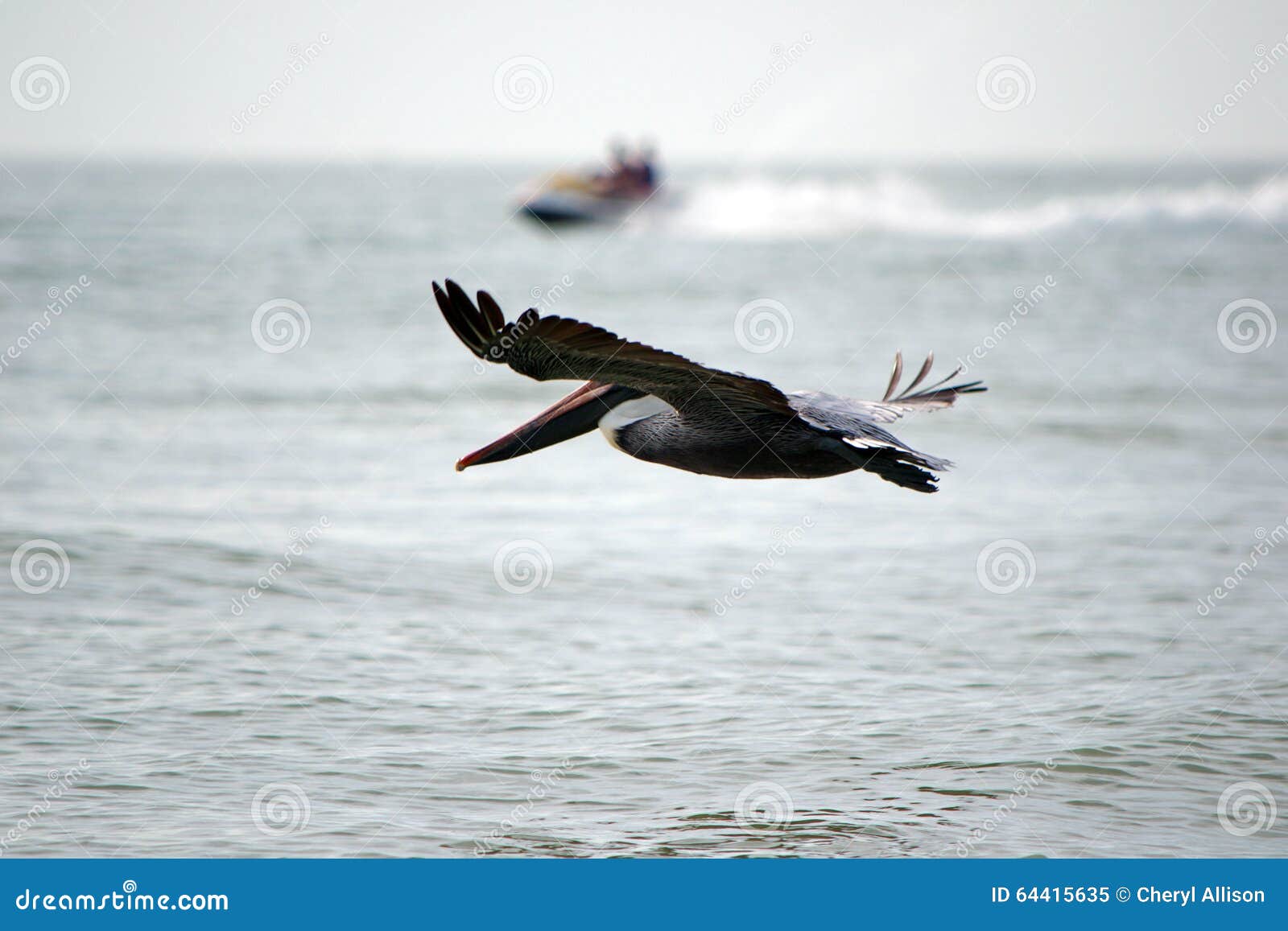 Pelican Flying Above Ocean Racing a Jet Ski Stock Image - Image of ...