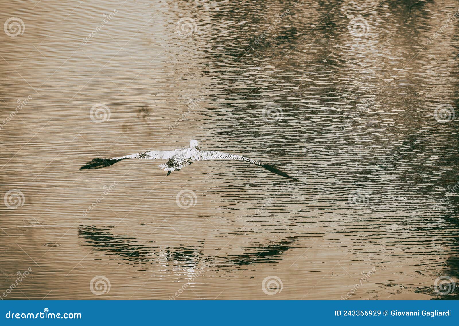 Pelican Flying Over the Water with Animal Reflected on the Lake Stock ...