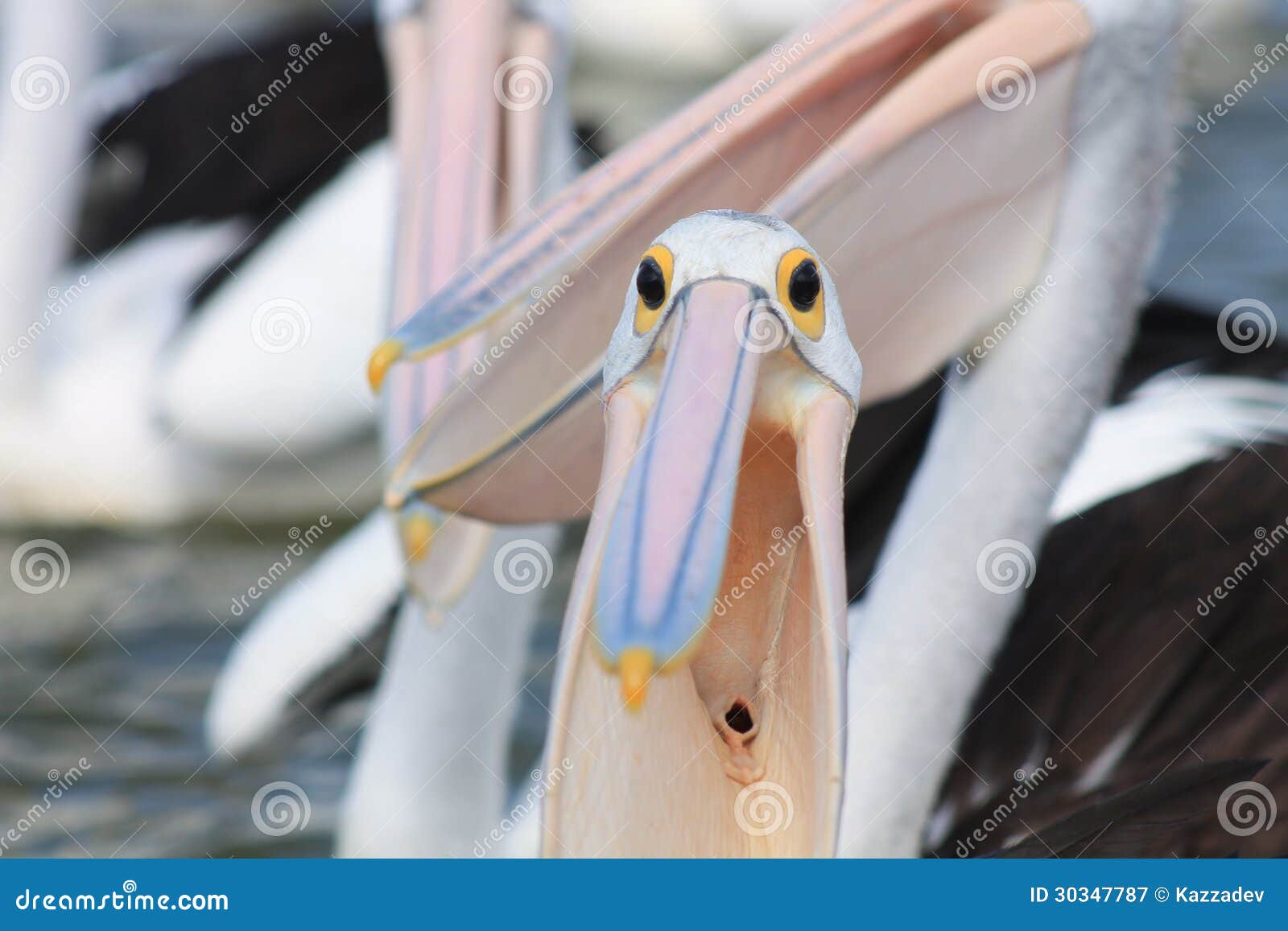 Pelican Gullet stock image. Image of hungry, open, bird - 30347787