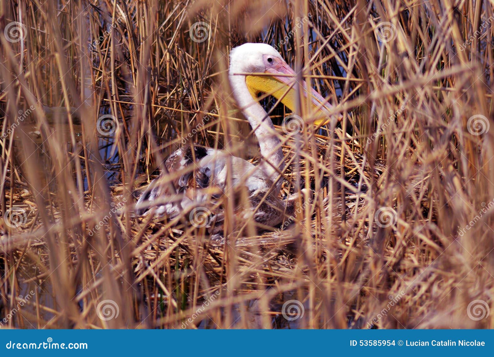 Pelican stock photo. Image of eggs, birds, marinelife - 53585954