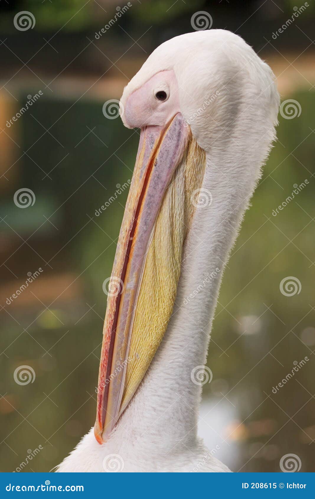 Pelican Head Picture. Image: 208615