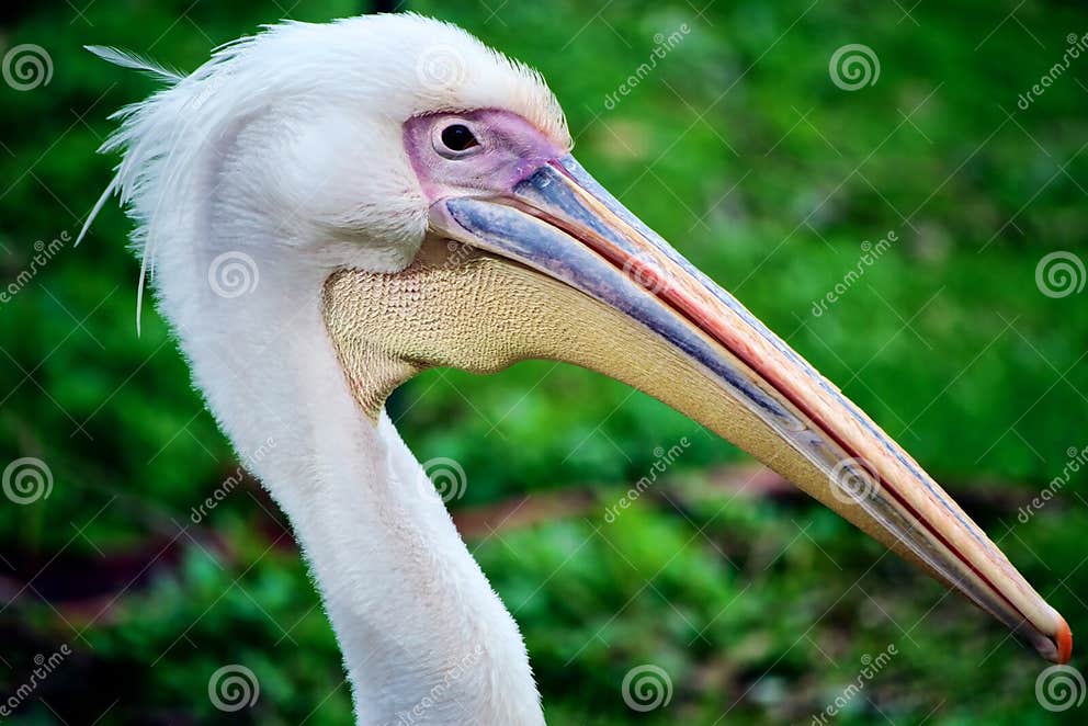 Pelican head stock image. Image of exotic, bird, fauna - 30392367