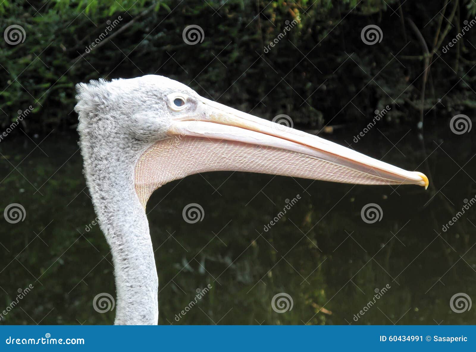 Pelican head side view stock image. Image of background - 60434991