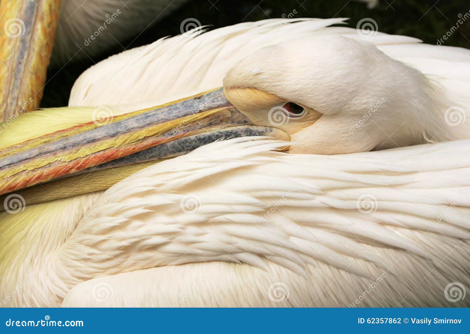 Pelican stock photo. Image of feathers, posture, birds - 62357862