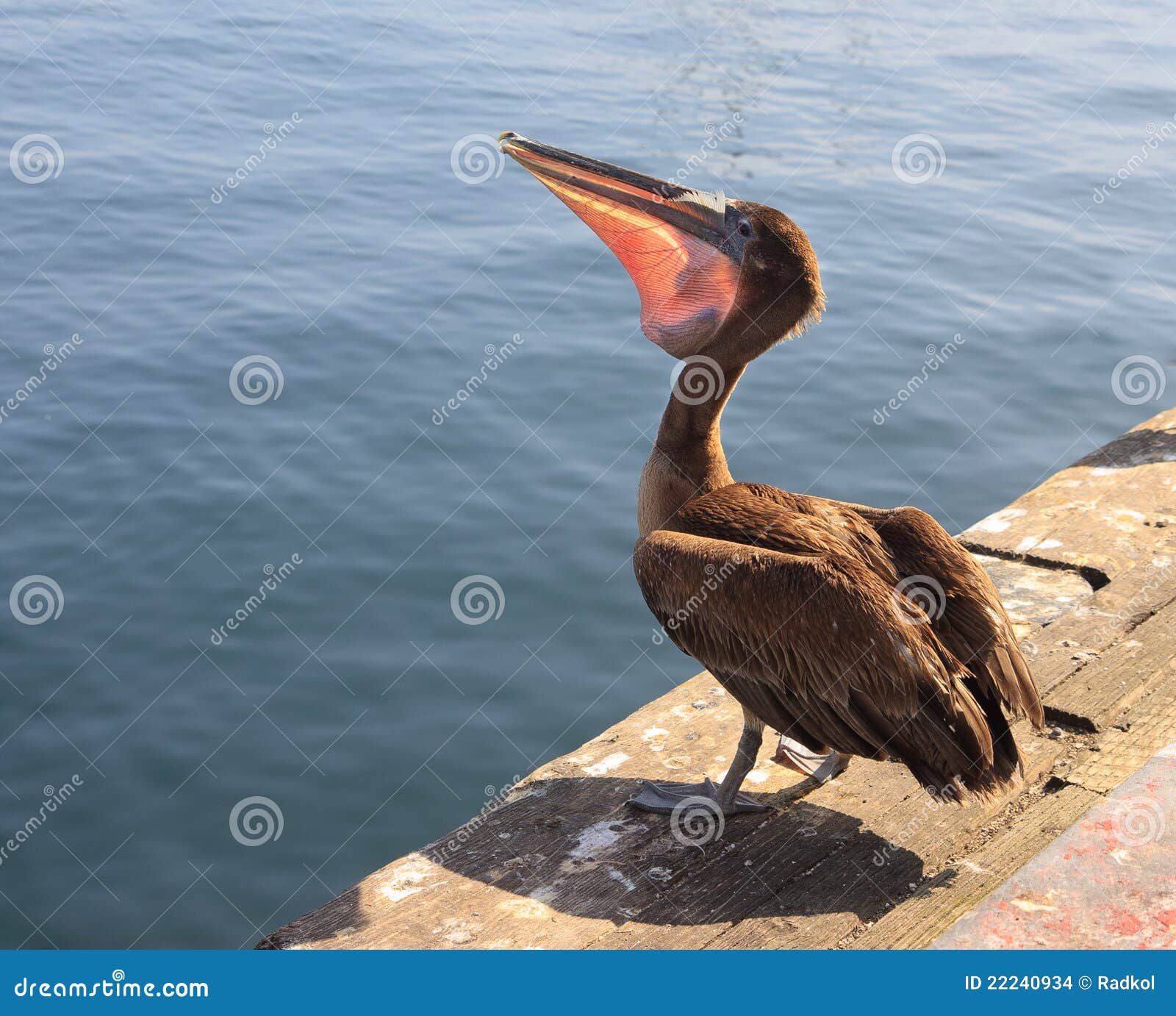 Pelican Holding Fish Inside His Beak Stock Photo - Image of survival ...