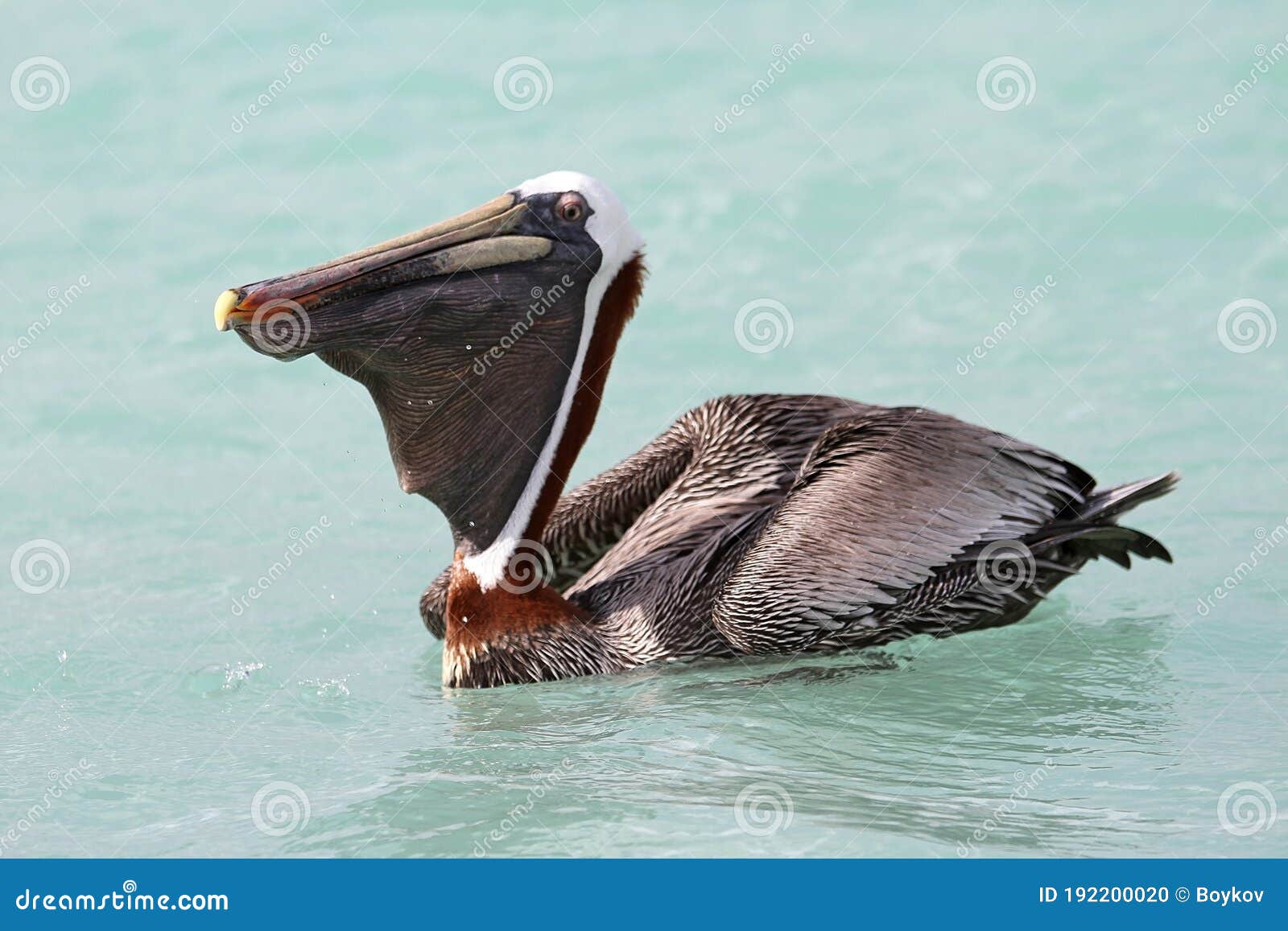 A Pelican Hunting and Eating Stock Photo - Image of nature, catch ...