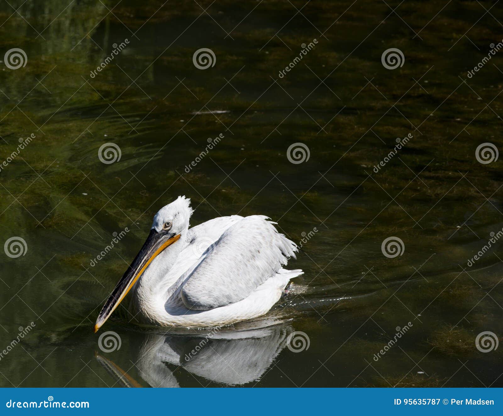 Pelican stock image. Image of blue, nature, feather, europe - 95635787