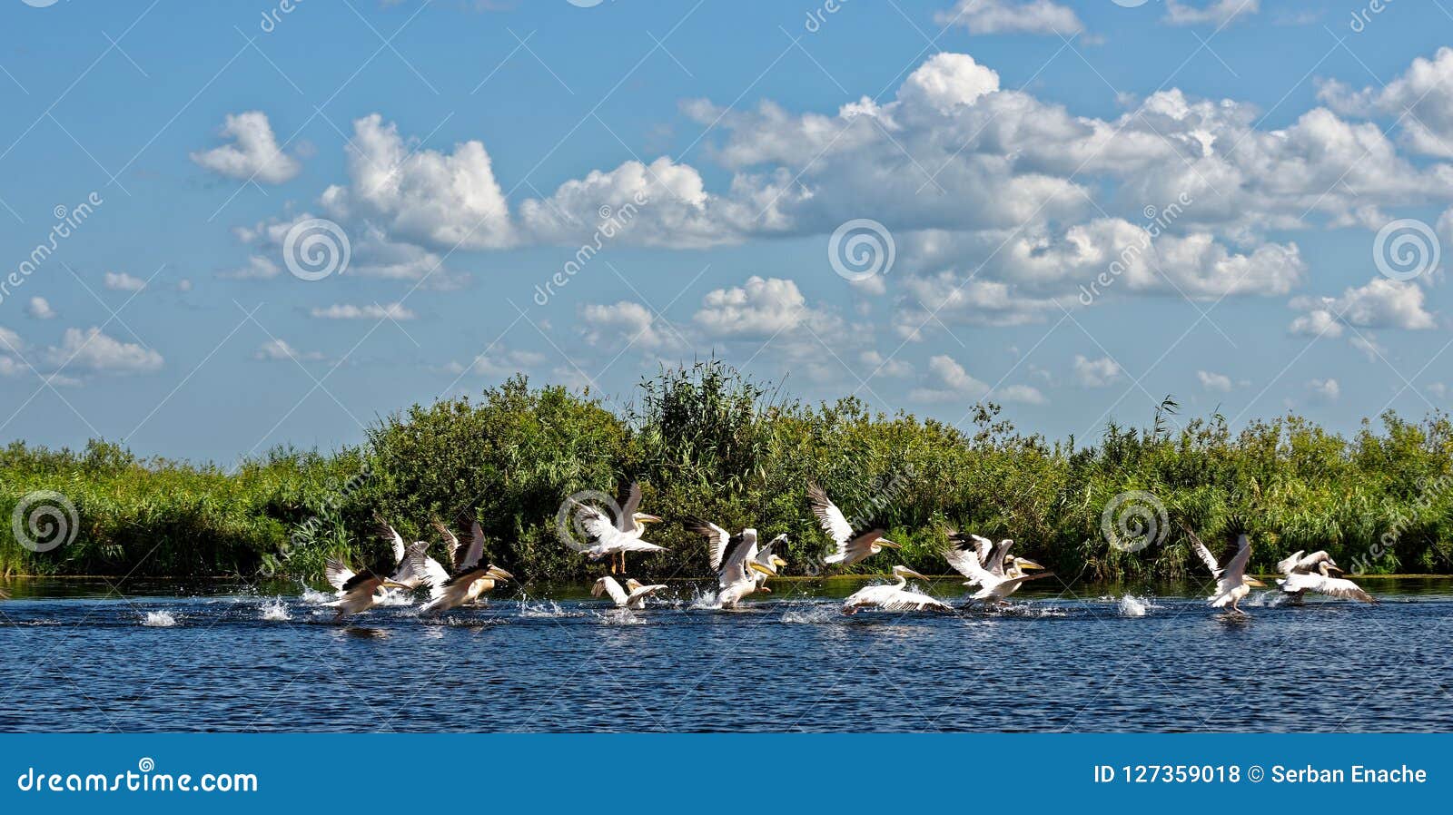 Pelican landscape stock photo. Image of active, natural - 127359018