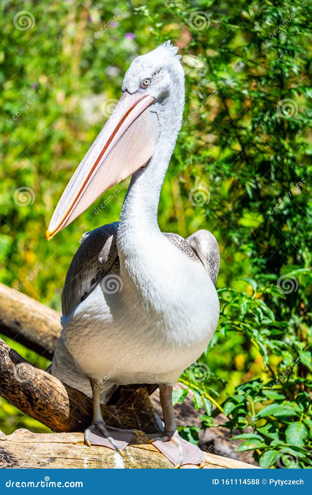 Pelican with Large Beak Sitting on the Branch Stock Photo - Image of ...